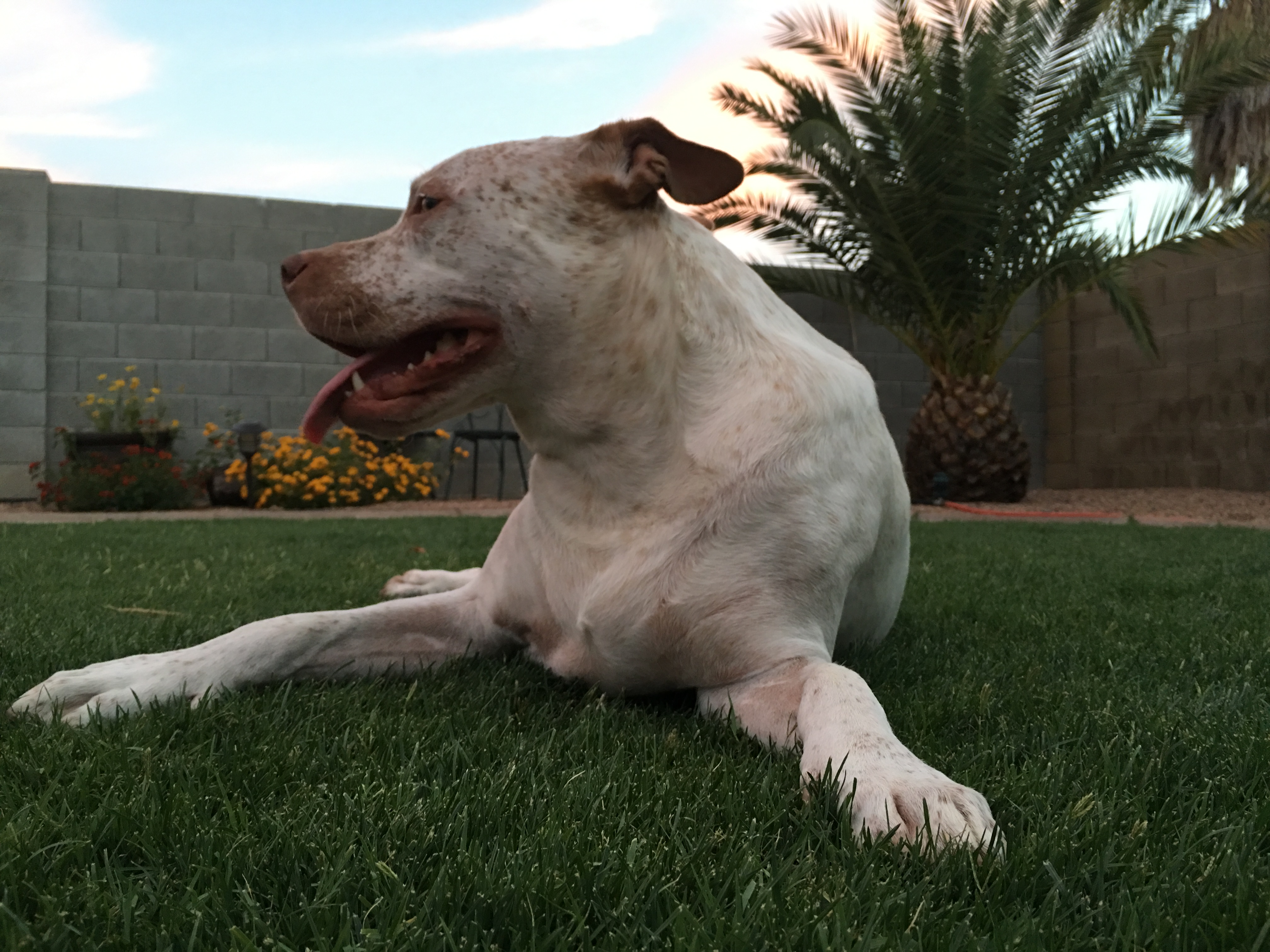 checking in on the garden: how to install sod in the desert - paintedposies